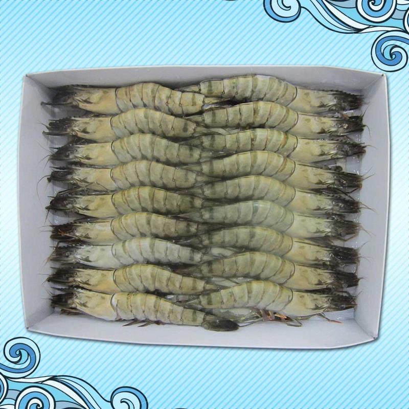 Tiger Shrimp - Penaeus Monodon | Eximany